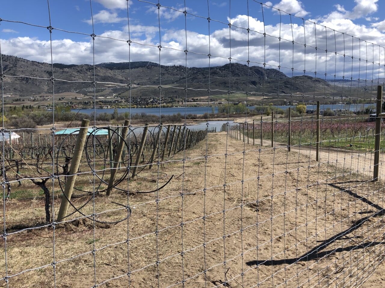 Vineyard Fencing and Trellis Okanagan | Wellman Fence & Land
